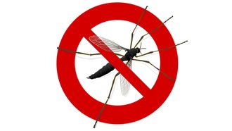 Fakten & Vorbeugung | Insektenstiche